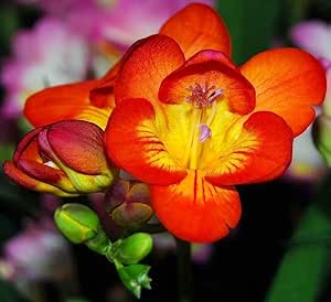 Freesia Bulbs Flower Bulbs for Planting - Large Healthy Bulk bareroots ...