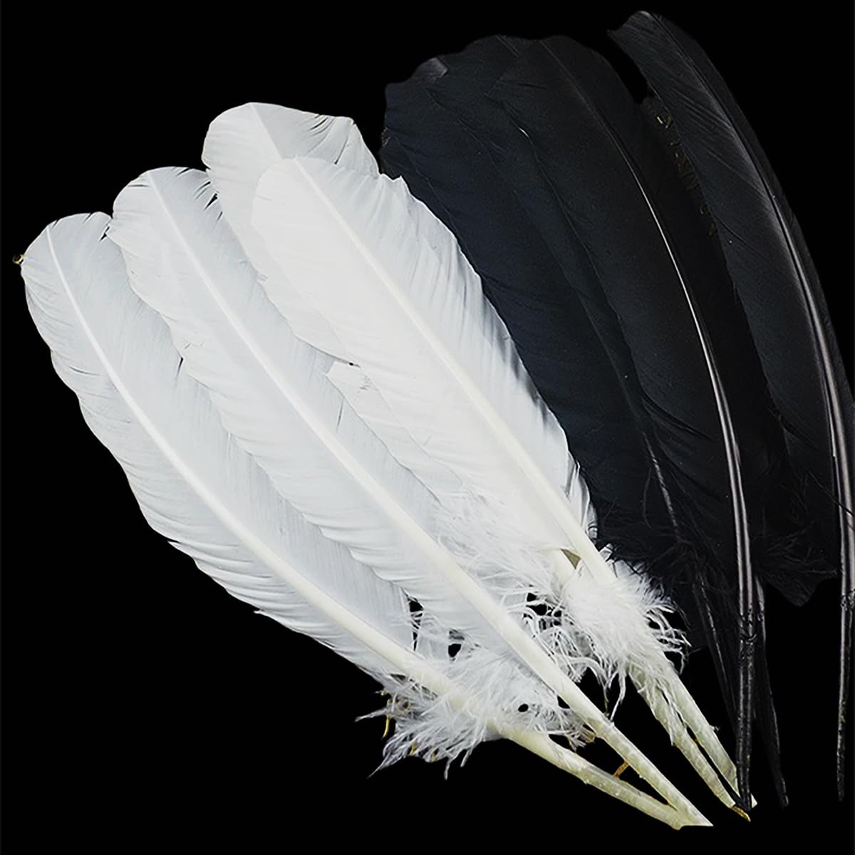 Plumas Blancas Y Negras