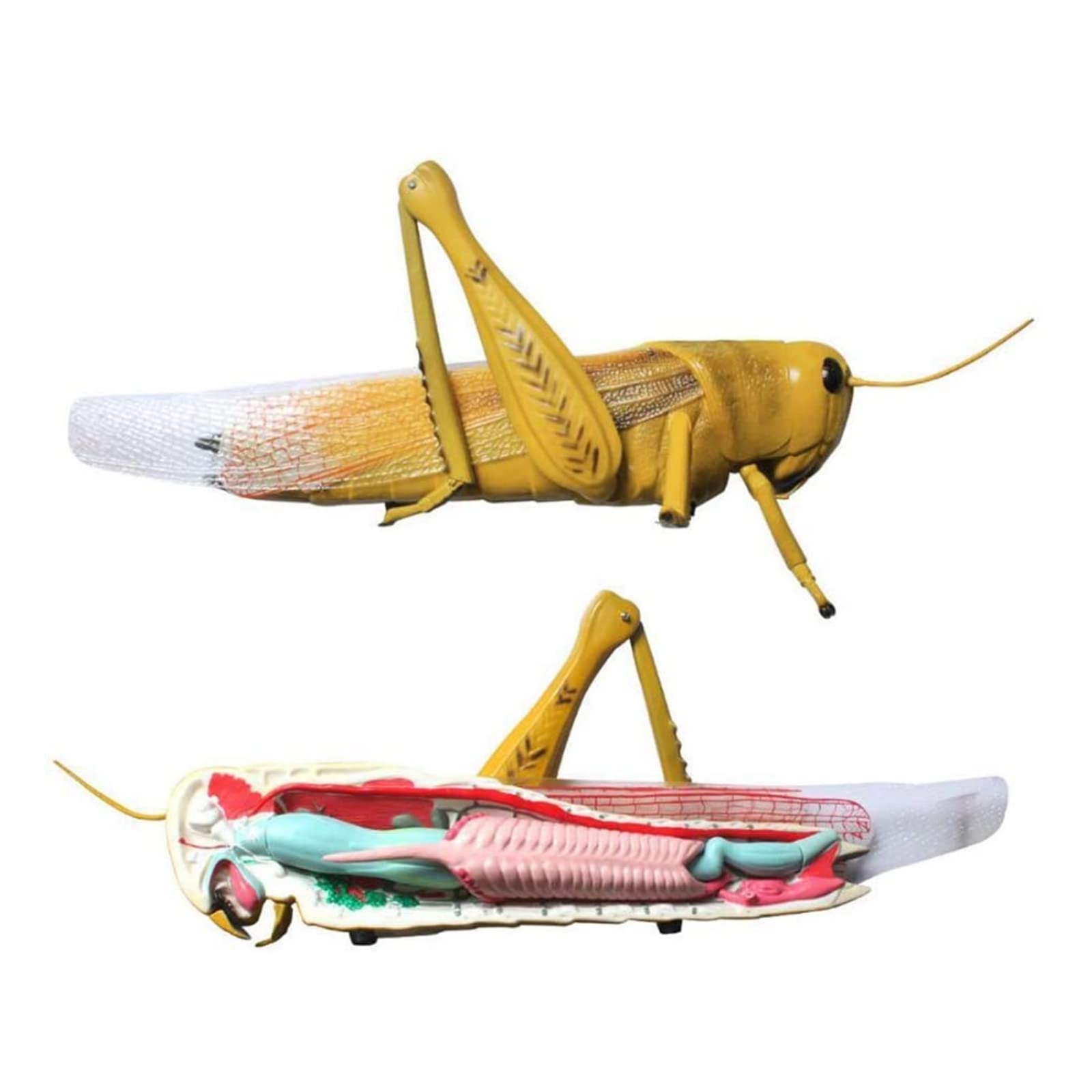 Grasshopper Anatomy Dissection Grasshopper Paper Dissection