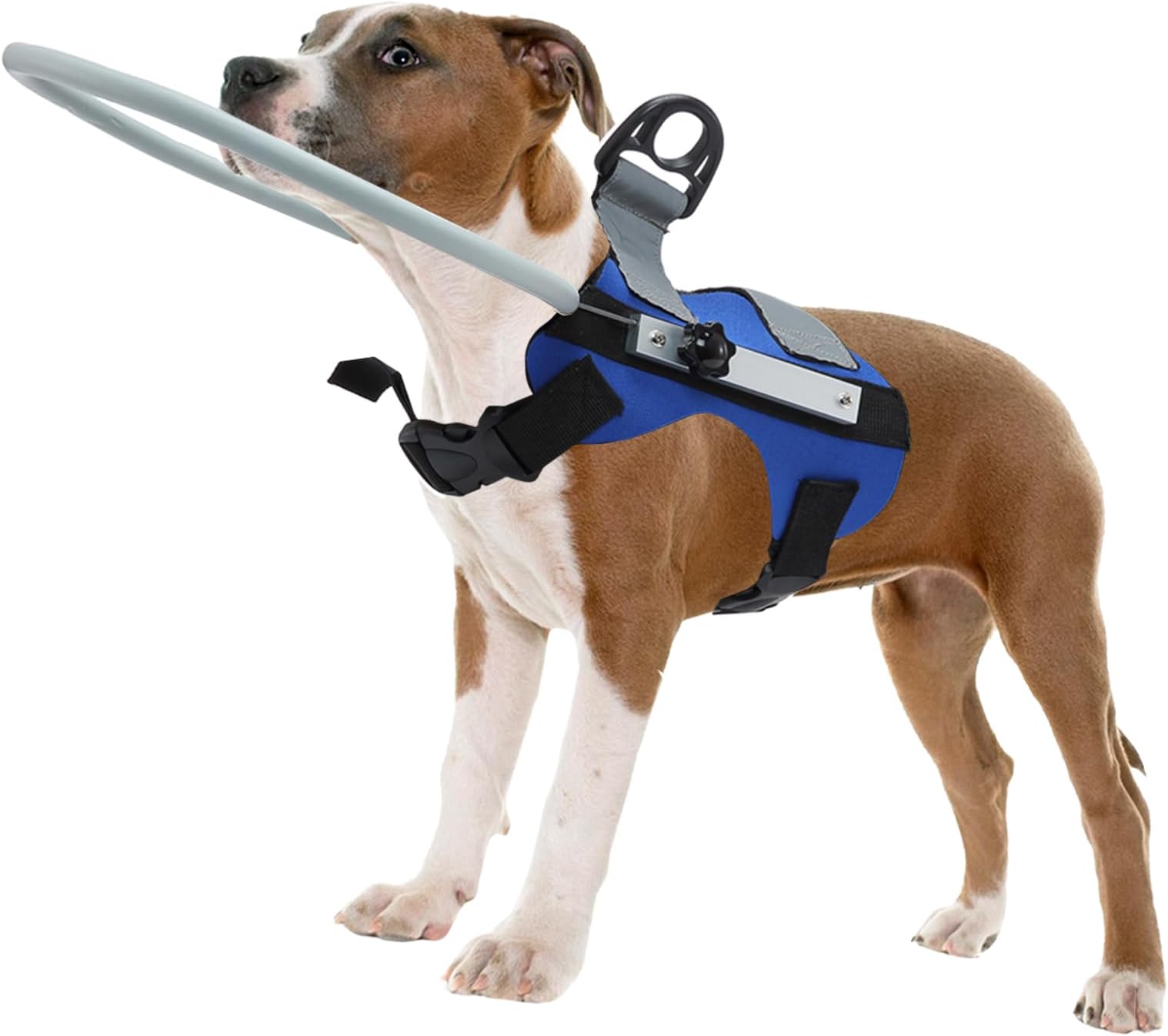 Amazon.com : HQSLC Blind Dog Harness Guiding Device,Blind Dog Halo,Pet ...