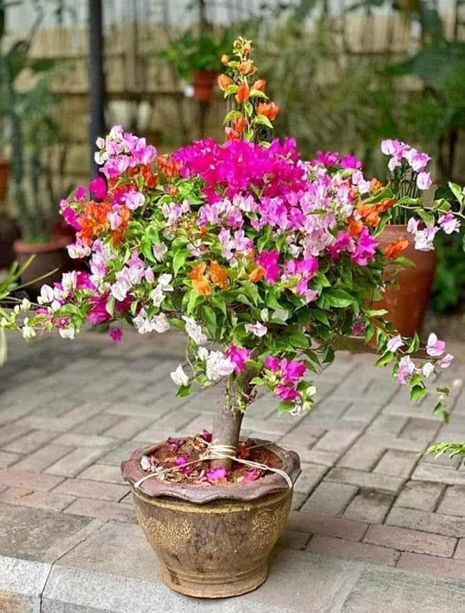 GoGreen 4-5 Colour Multi Grafted Bougainvillea Kagoj Flower Live Plant ...