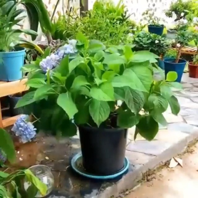 Watch Home Gardening Universal Slow-Release Tablet Organic Fertilizer ...