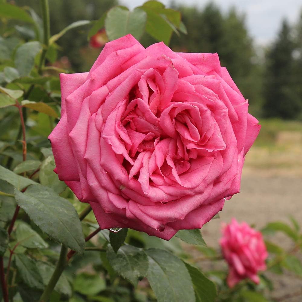 Amazon.com : Heirloom Roses Rose Plant - Sunbelt® Savannah Pink Rose ...