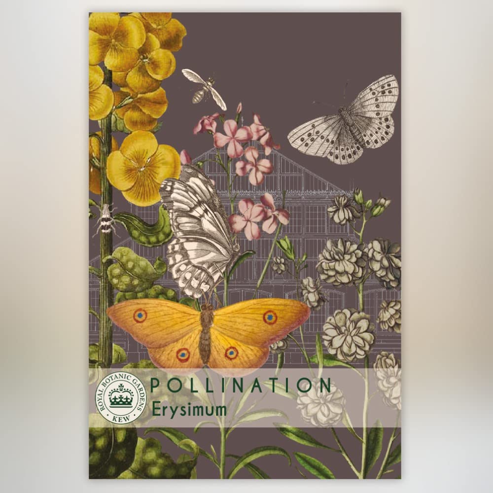 WallFlower 'My Fair Lady Mixed' Kew Pollination Collection Erysimum ...
