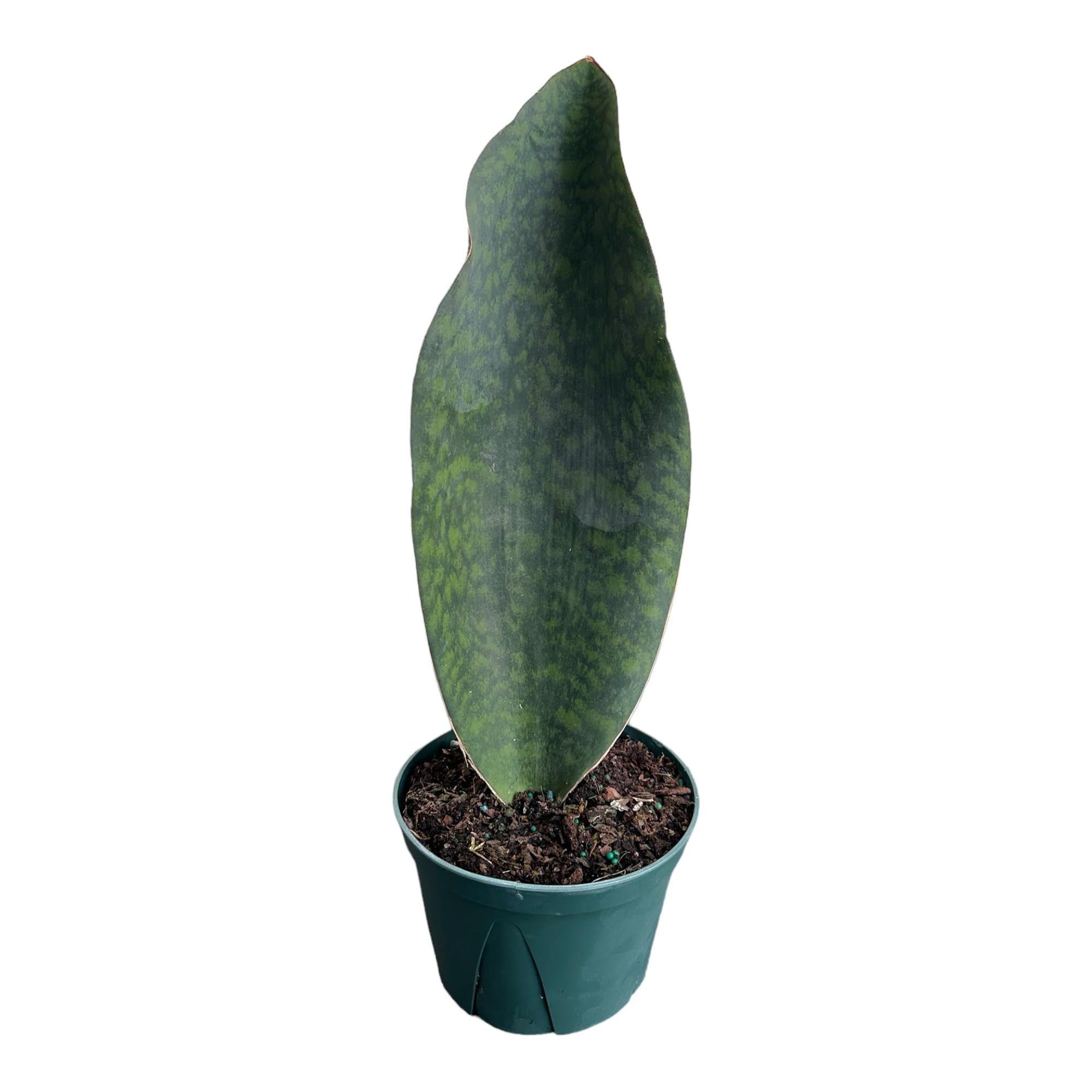 Amazon.com: Hopewind Plants Shop Whale Fin Snake Plant, Sansevieria ...