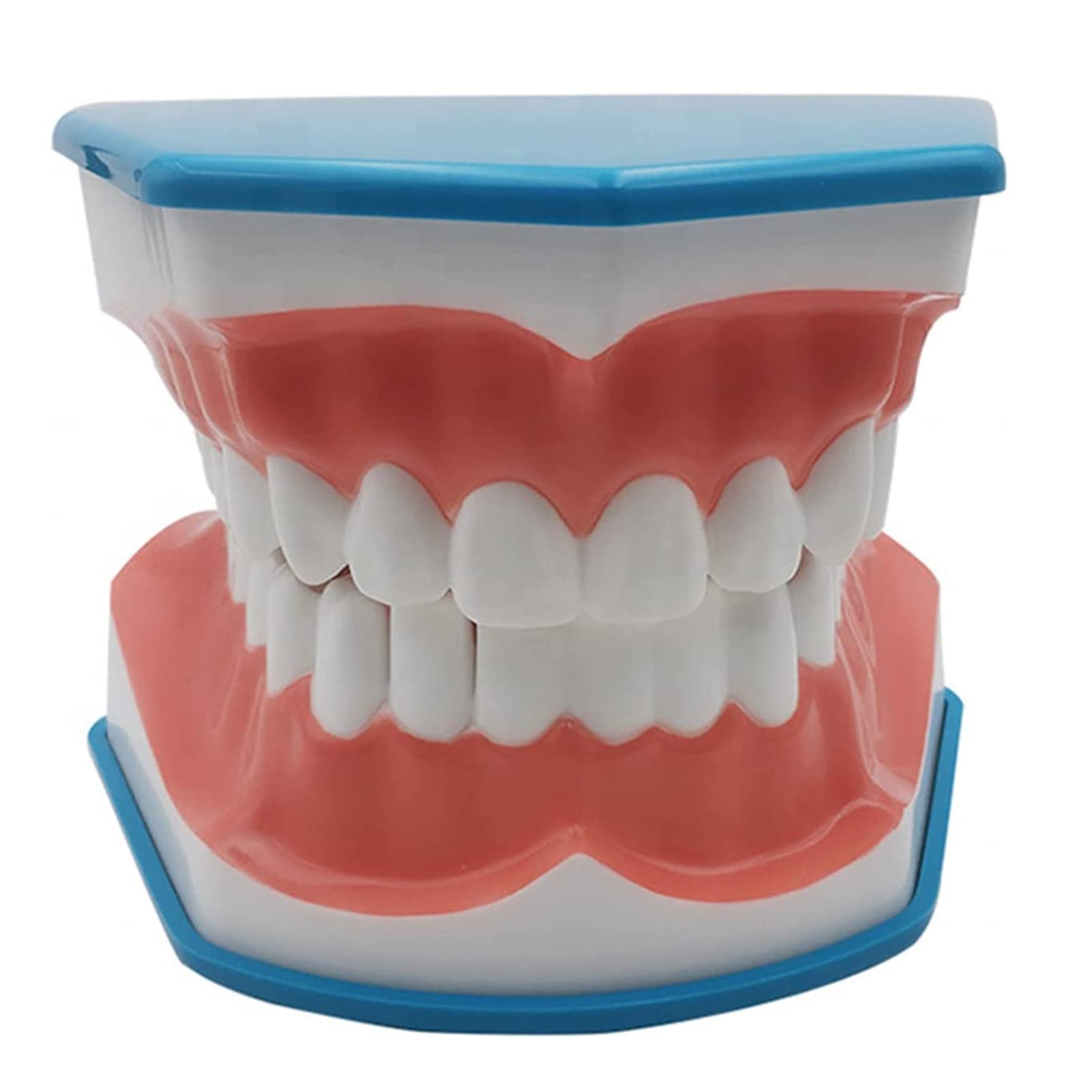 Buy Mouth Model for Speech Therapy, 6 Times Dental Hygiene Teeth Models ...