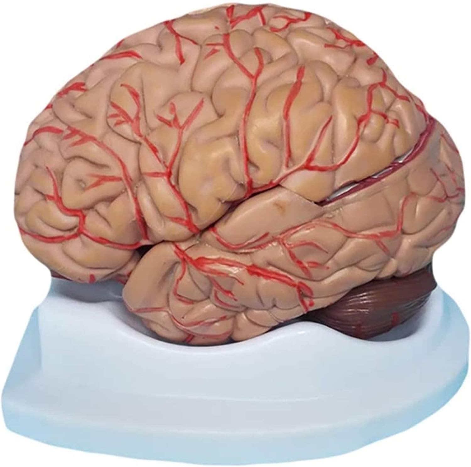 Amazon.com: Teaching Model Anatomy Model, Educational Model Human Organ ...