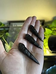Amazon.com: Aquatic Arts 3 Live Black Devil Spike Snails | Freshwater ...