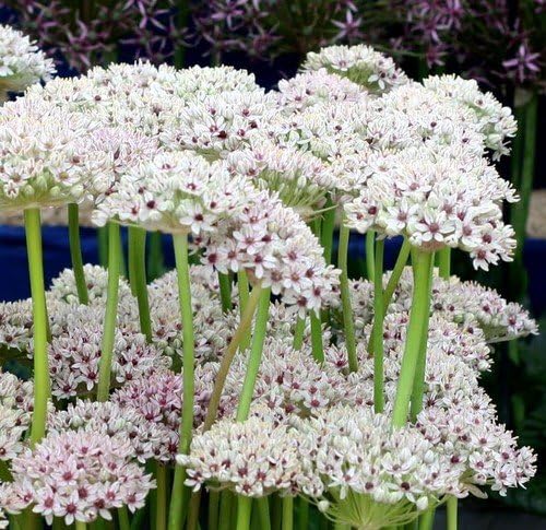Plant World Seeds - Allium Basalticum 'Silver Spring' Seeds (Perennial ...