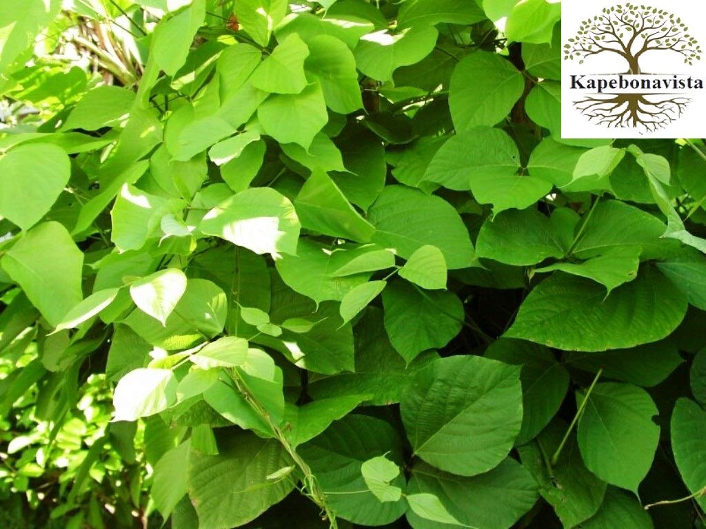 Kapebonavista Flame of the Forest dhak palans kimshuka palasha kincukam ...