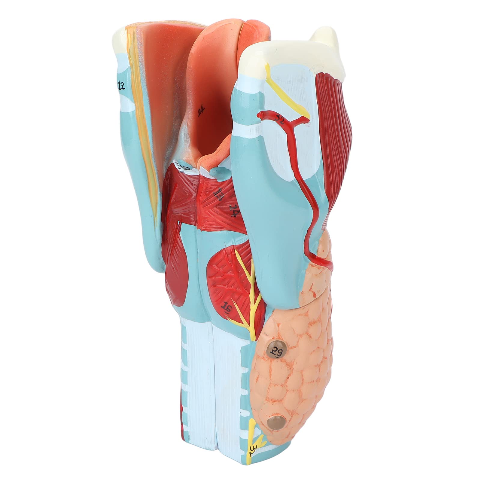 Buy Human neck model, accurate neck model, respiratory system learning ...