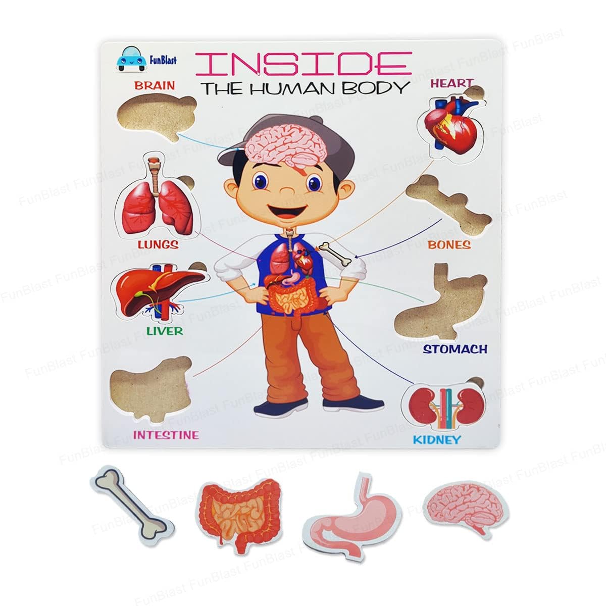 Inside Of Body Chart