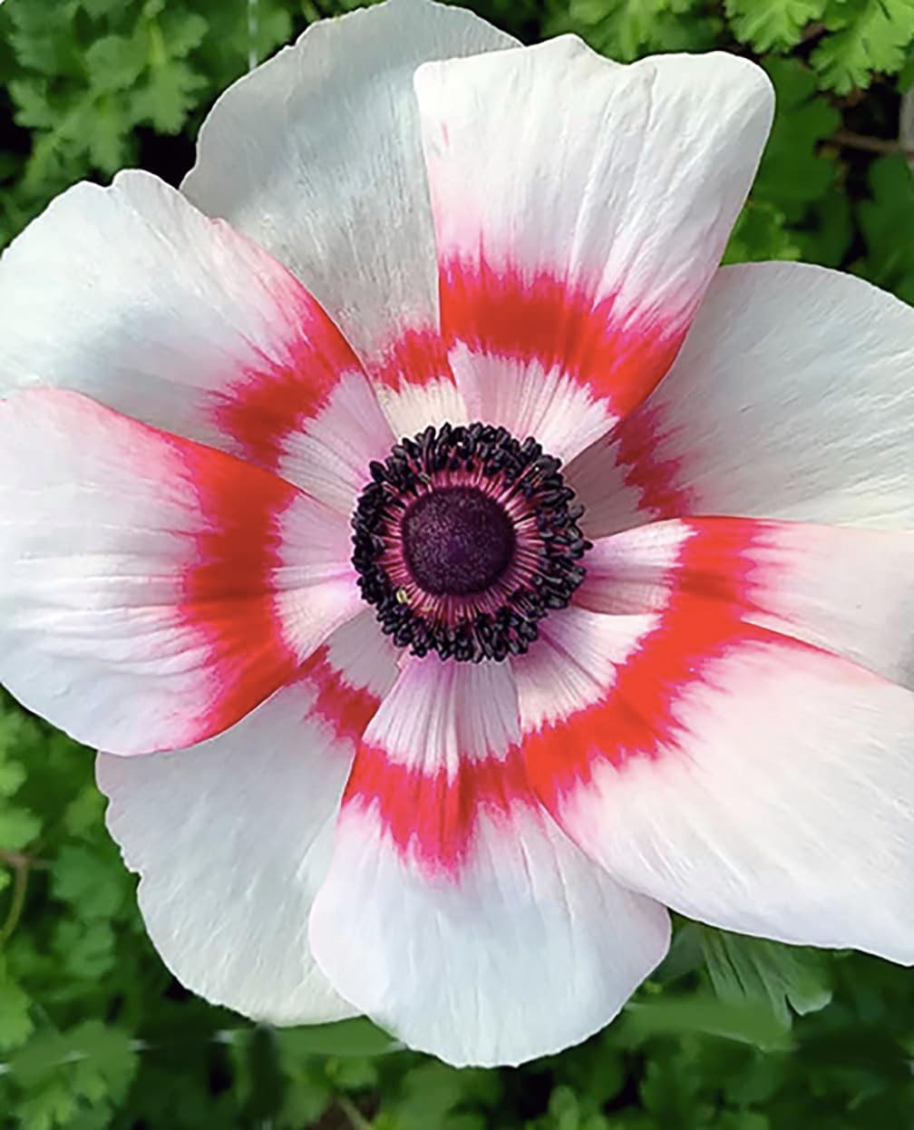 Amazon.com : 10 Bi-Color Anemone - Monarch de Caen : Patio, Lawn & Garden