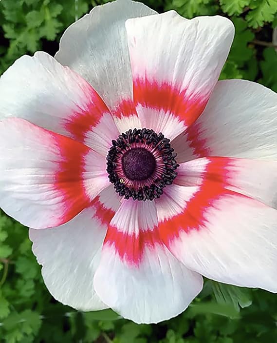 Amazon.com : 10 Bi-Color Anemone - Monarch de Caen : Patio, Lawn & Garden