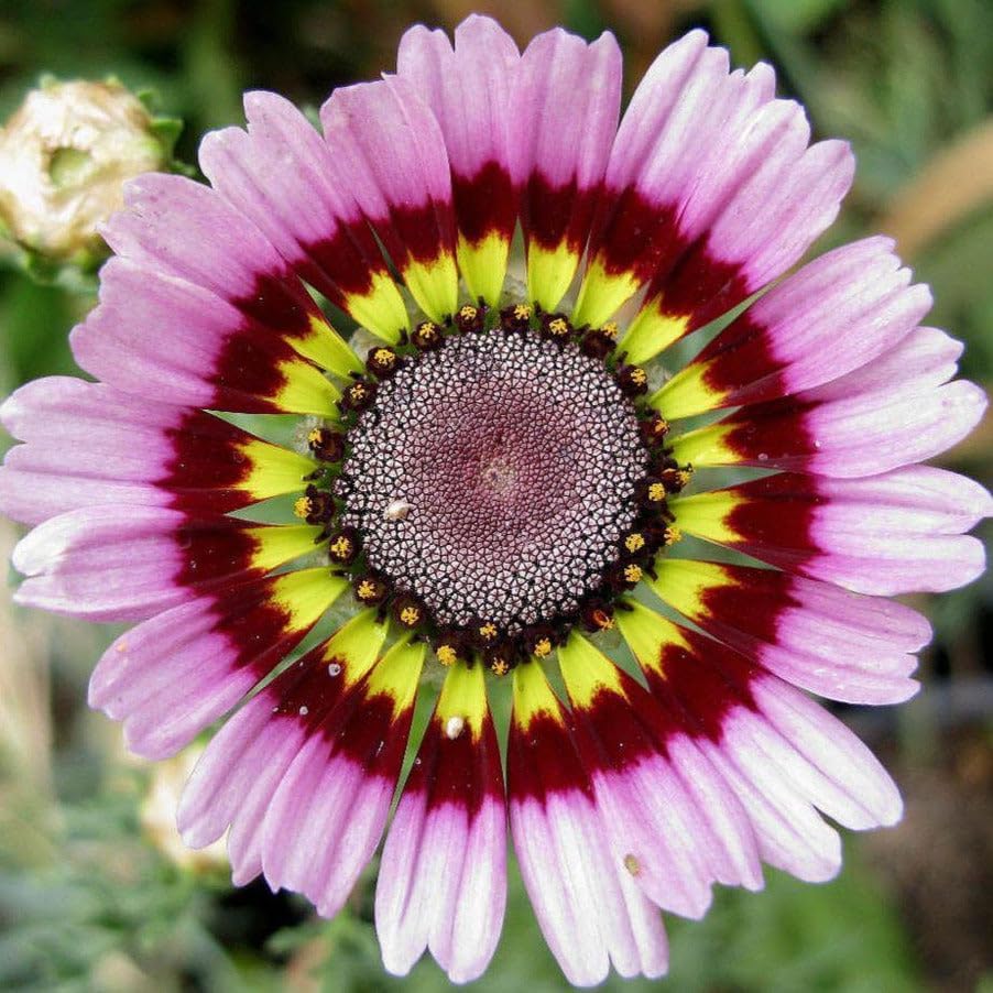 Amazon.com : 1000 Rainbow Painted Daisy Seeds - Wonderful Cut Flower ...