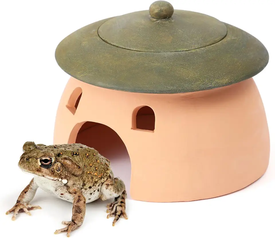 Creating The Perfect Toad Habitat: A Comprehensive Guide | PetShun