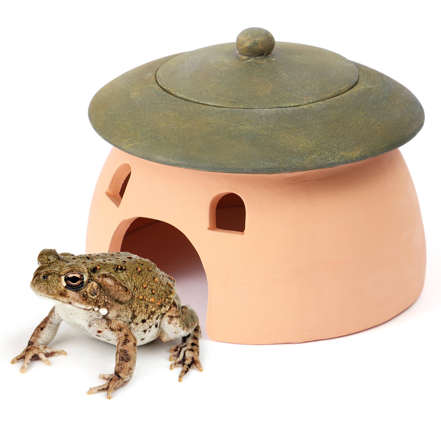 Amazon.com: Frog and Toad House Reptile Cave Terracotta Toad with Green ...