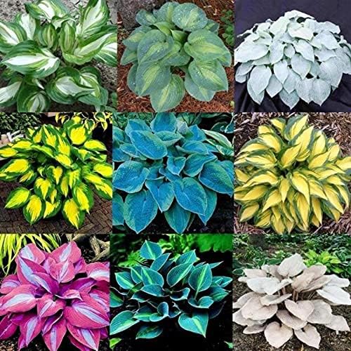 Pflanzen Funken Hosta Winterhart Mehrjährig, Seltene Pflanzen, Pflanzen ...