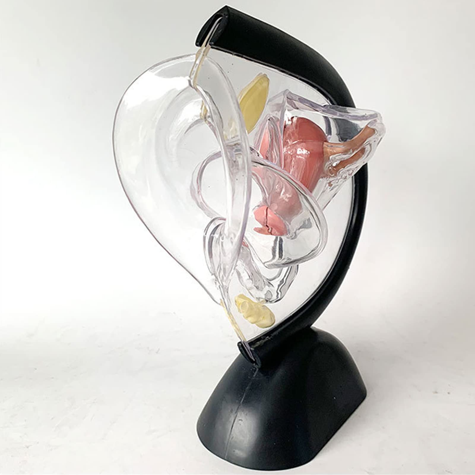 Buy Transparent Uterus Model, Female Pathological Visible Uterine ...