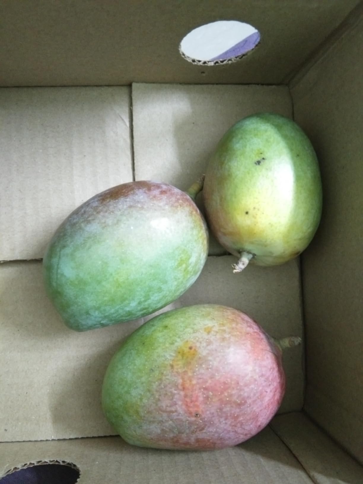 Fresh Mango, Sindhura (Lalbagh), 1 Kg (6-8 pcs/kg) : Amazon.in: Grocery ...