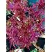 Amazon.com: Fireball Japanese Maple 2 - Year Live Plant : Patio, Lawn ...