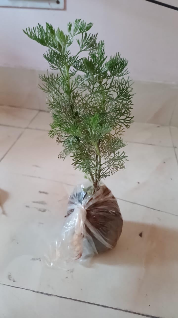 Anuraj farms dhavanam lie plant,Davanone, davan ether, davana furan and ...