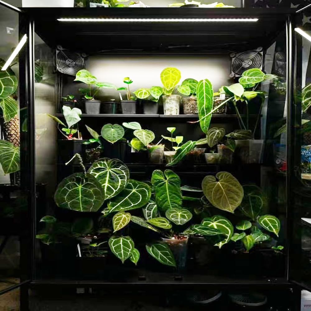 MOYA STD Housing Black T5 2FT Grow Lights for Indoor Plants, T5 LED ...