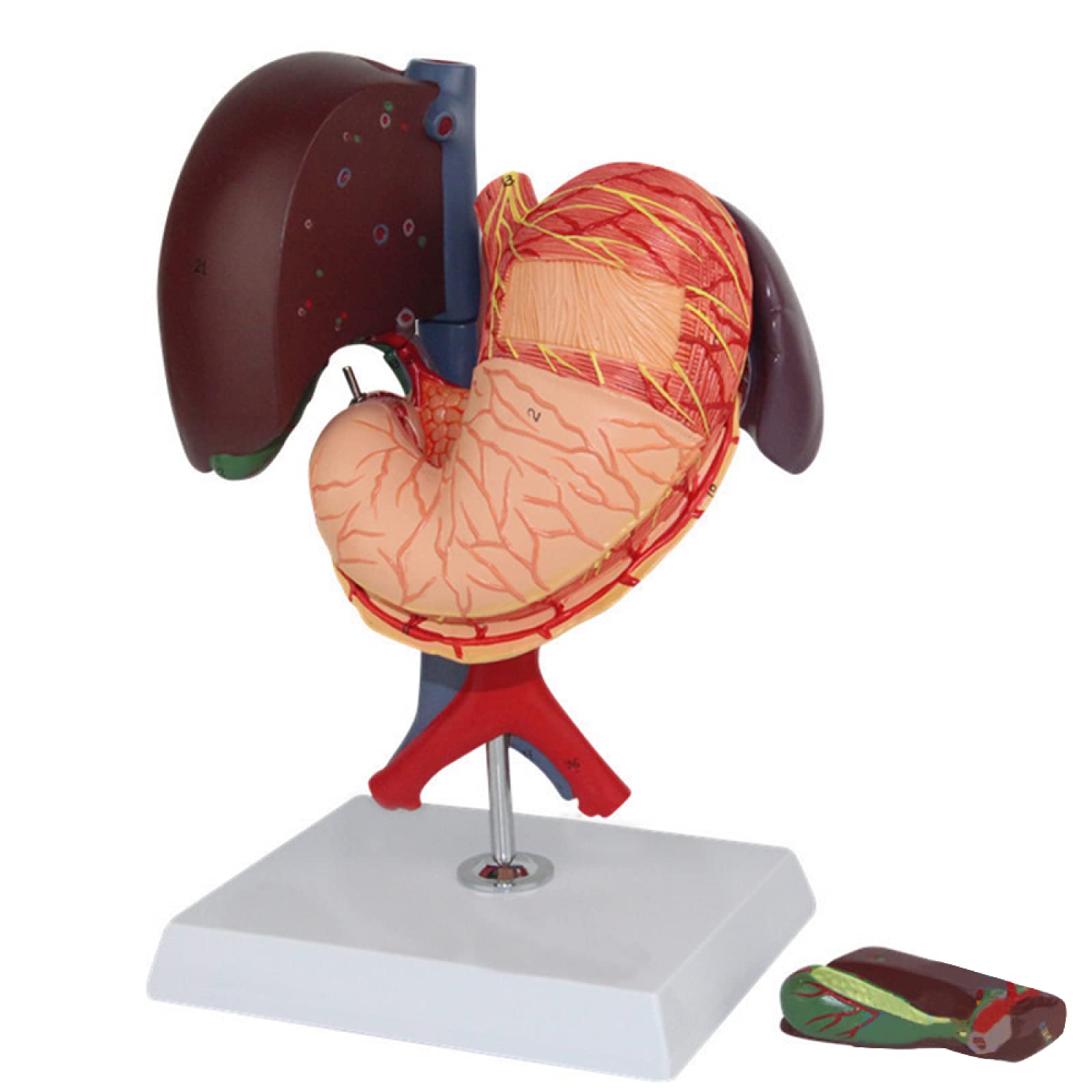 Buy MASII Human liver model, liver, pancreas and duodenum model. The ...