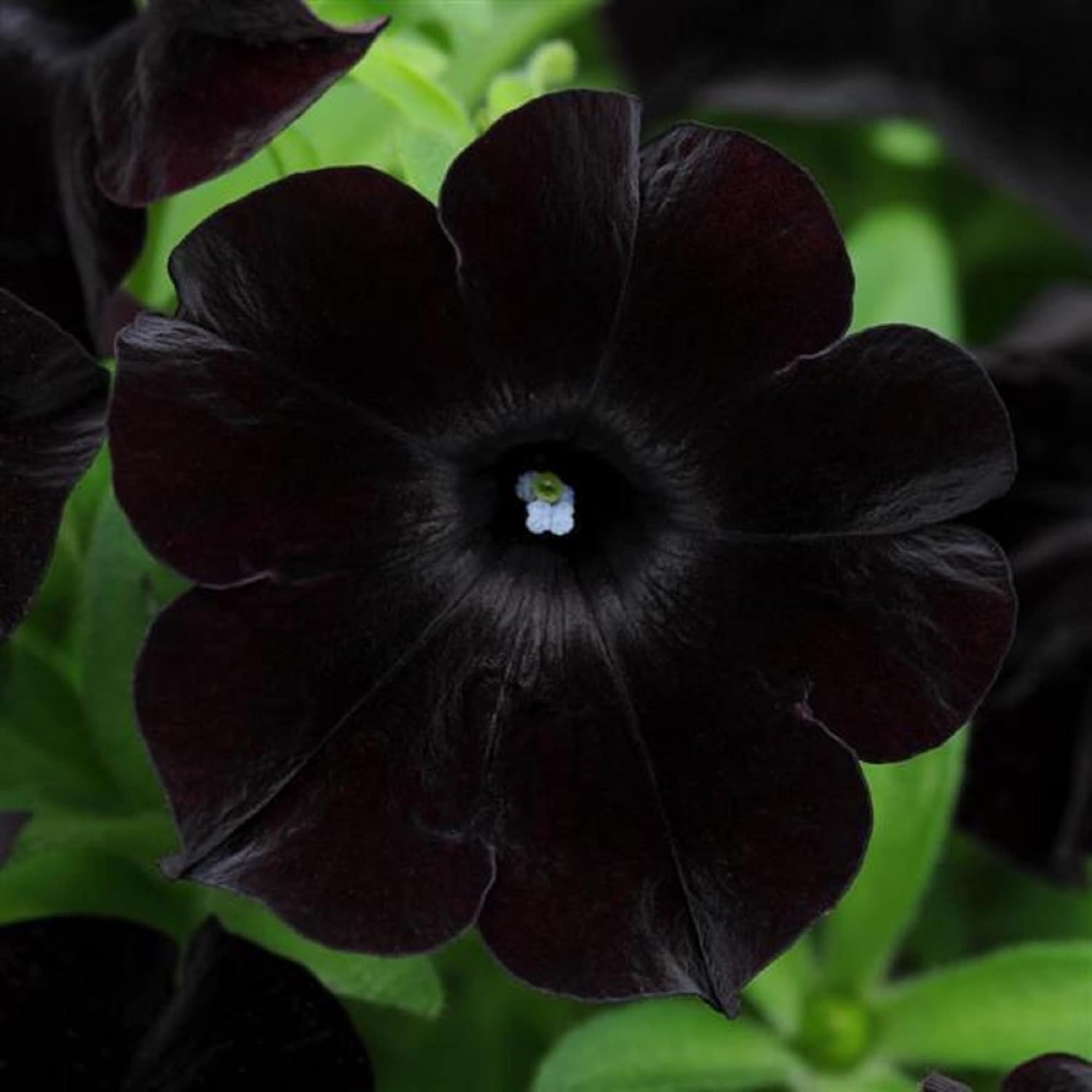 CHUXAY GARDEN Petunia Petunia de terciopelo negro negro Petunia ‘Black Velvet’100 Semillas ...
