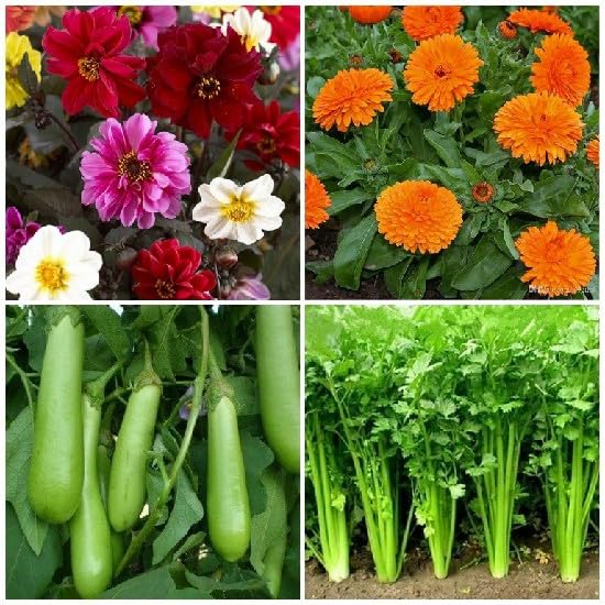 SimXotic Seeds Combo of Coriander Dhaniya, Brinjal Green Long ...