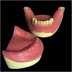 Amazon.com: NEFSO Teaching Model, Toothless Gum Model - Teeth Teaching ...