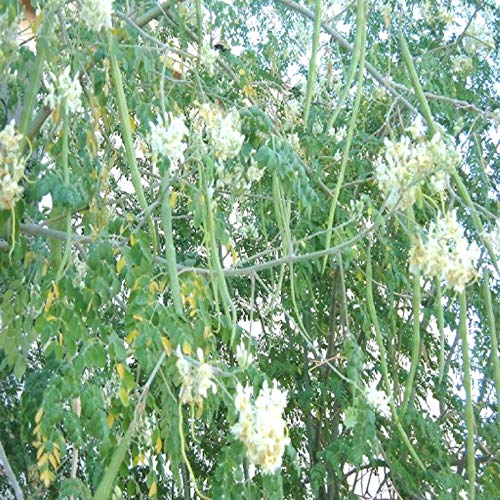 Indiana Drumstick Tree Senjana Mochakamu Mulaga Mulaga chettu Murungai ...