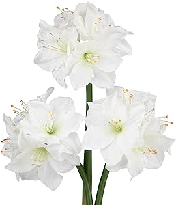 Amazon.com: Briful 3PCS White Amaryllis Artificial Flowers 17.3 Inch ...