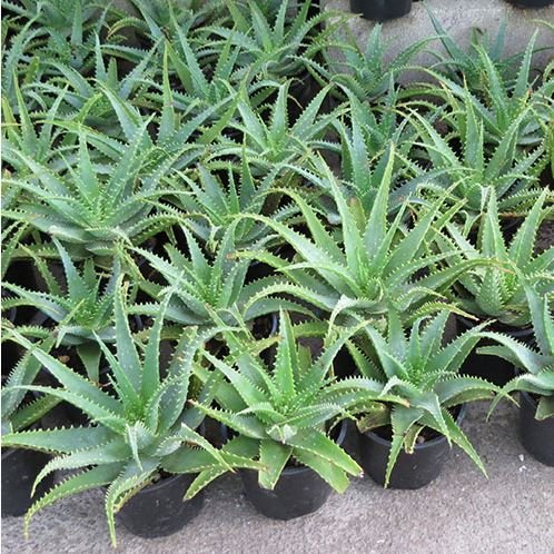 Aloe arborescens - How to grow & care