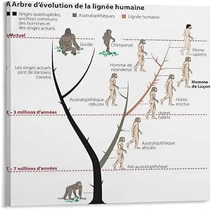 Amazon.com: Human Evolution Chart Poster History Learning Poster (2 ...