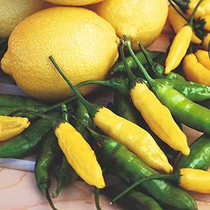 Pepper Chilli Peruvian Lemon Drop Exotic Hot Yellow Chilli with Fruity ...