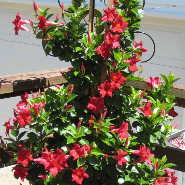 GREEN HORIZON® Red velvet Mandevilla flower plant, Hybrid variety 004 ...