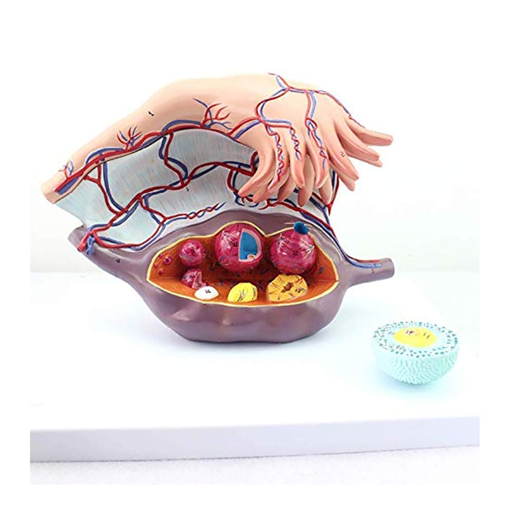 Buy ZQDL 5 Times Magnification Human Uterine Anatomy Model - 2 Parts ...