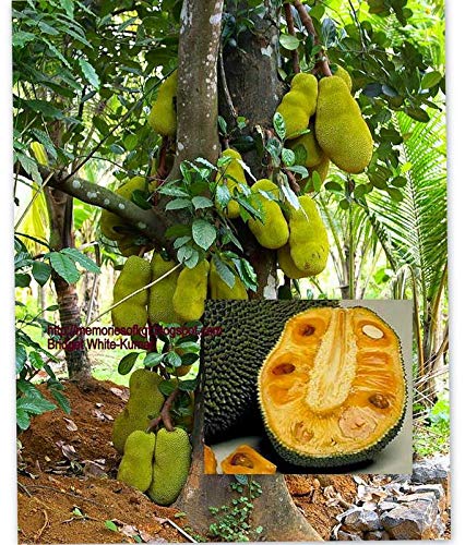 Arlo Dwarf Rare Fruit Live Plant - ' ALL SEASON ' Artocarpus ...