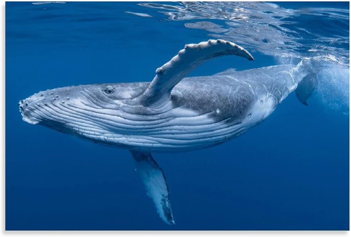 HGFDJ Humpback Baleine Ocean Poster décoratif sur toile pour salon ...