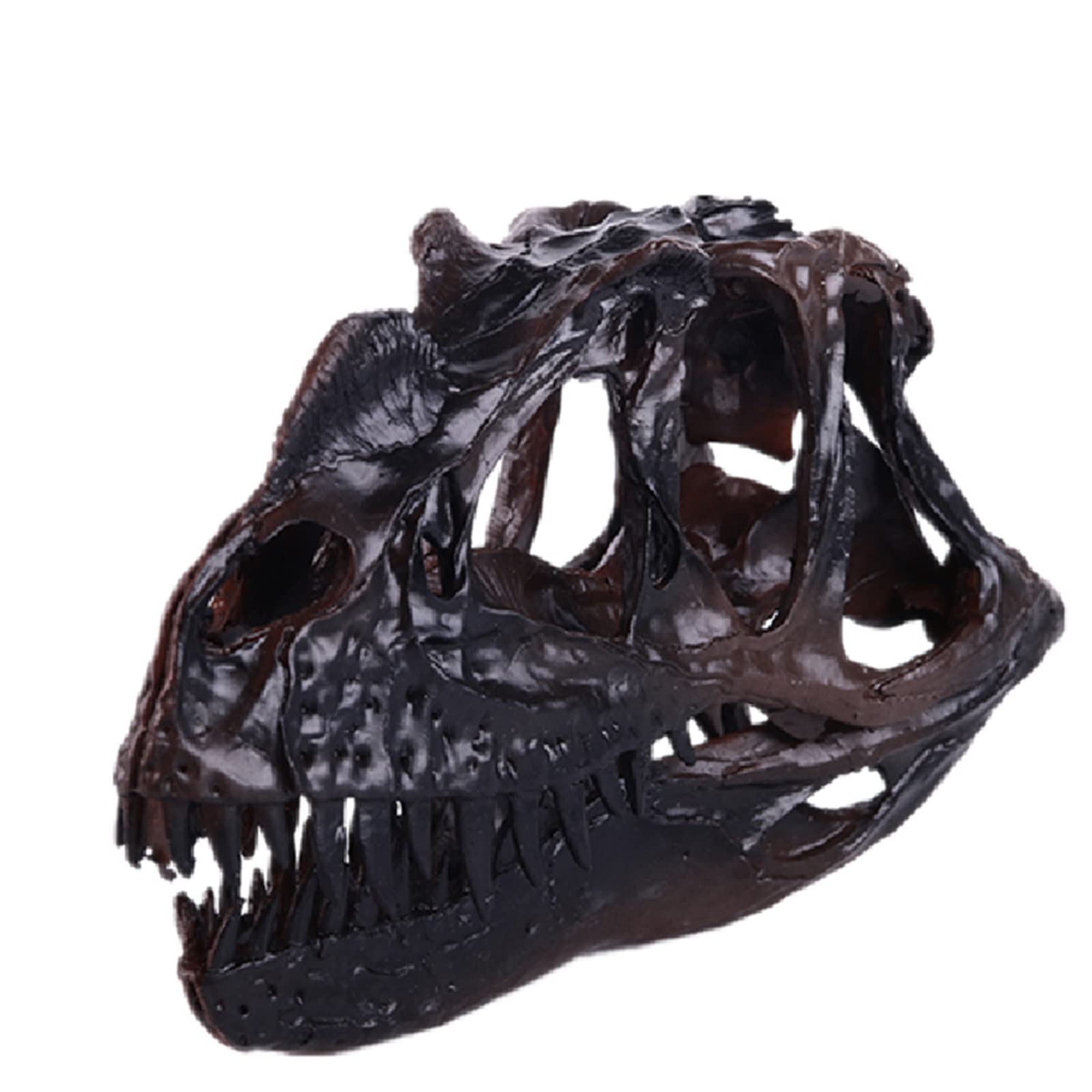 Ceratosaurus Skull Replica Ceratosaurus Nasicornis – Dinosauria