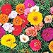 Amazon.com : Seeds4planting - Seeds Moss Rose Mix Portulaca Annual ...