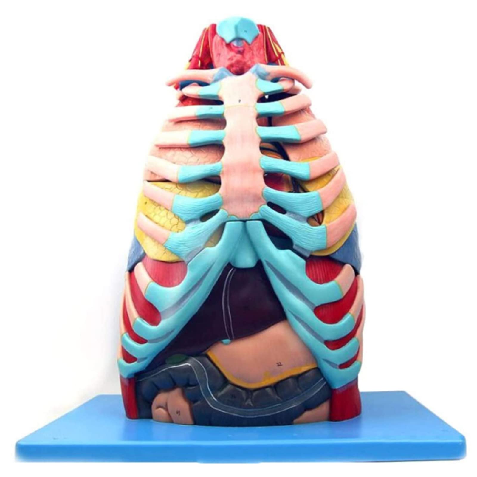 Human Anatomy Torso Model Human Thoracic Cavity With Internal Organs ...