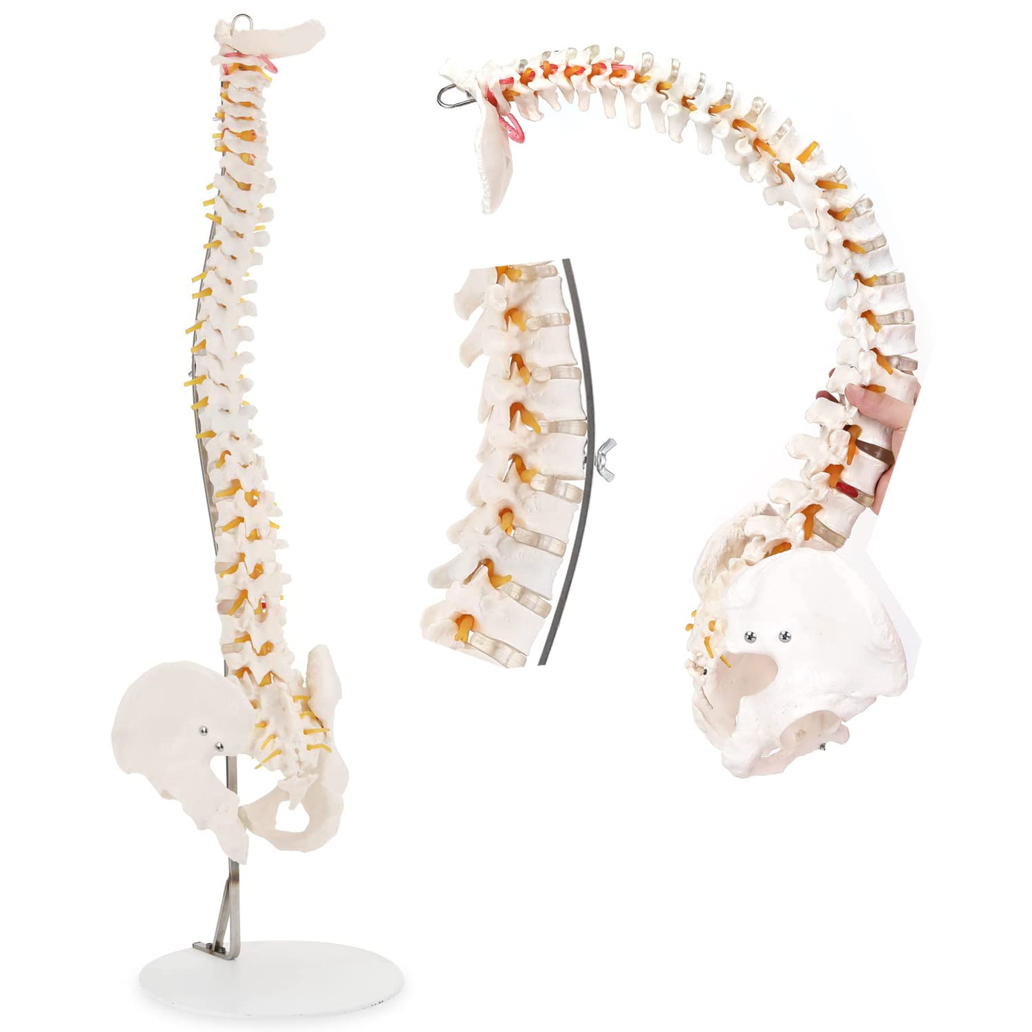 Buy UIGJIOG Medical Spine Model 78Cm Flexible Life Size Spinal Cord ...