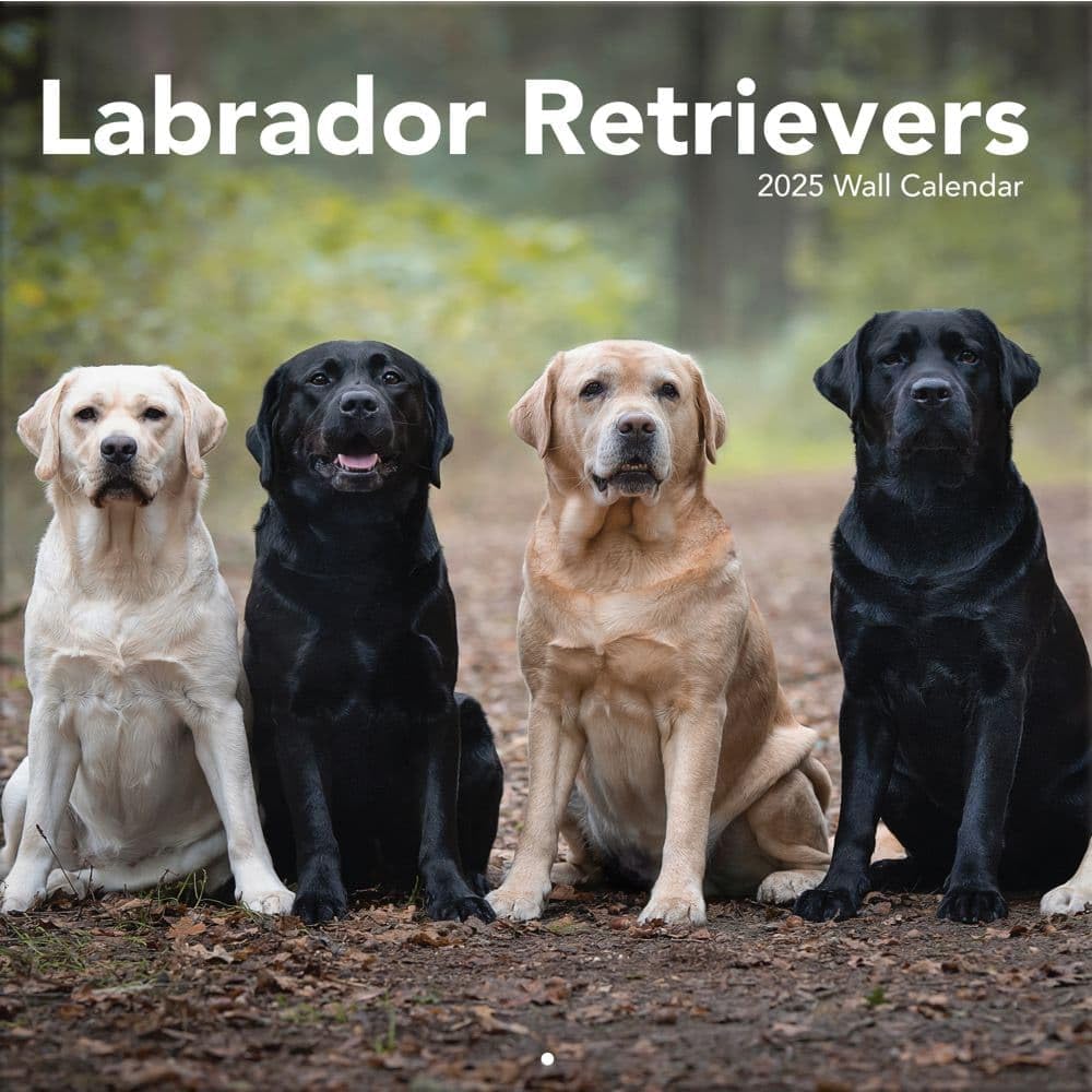 Amazon.com: TURNER PHOTOGRAPHIC Labrador Retrievers 12x12 Photo Wall ...