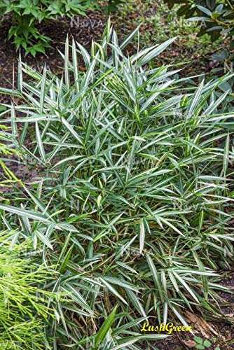 LushGreen Gardens Rare Variegated bamboo/White Bamboo – Bambusa ...
