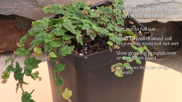 Watch Ficus pumila, Quercifolia minima, Tiny Oak Leaf Creeping Fig on ...