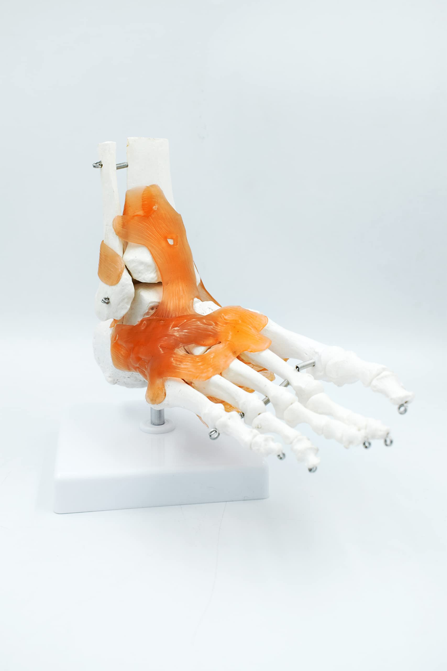 Buy Lexbax Foot Joint Anatomical Model in High quality - Visualize ...