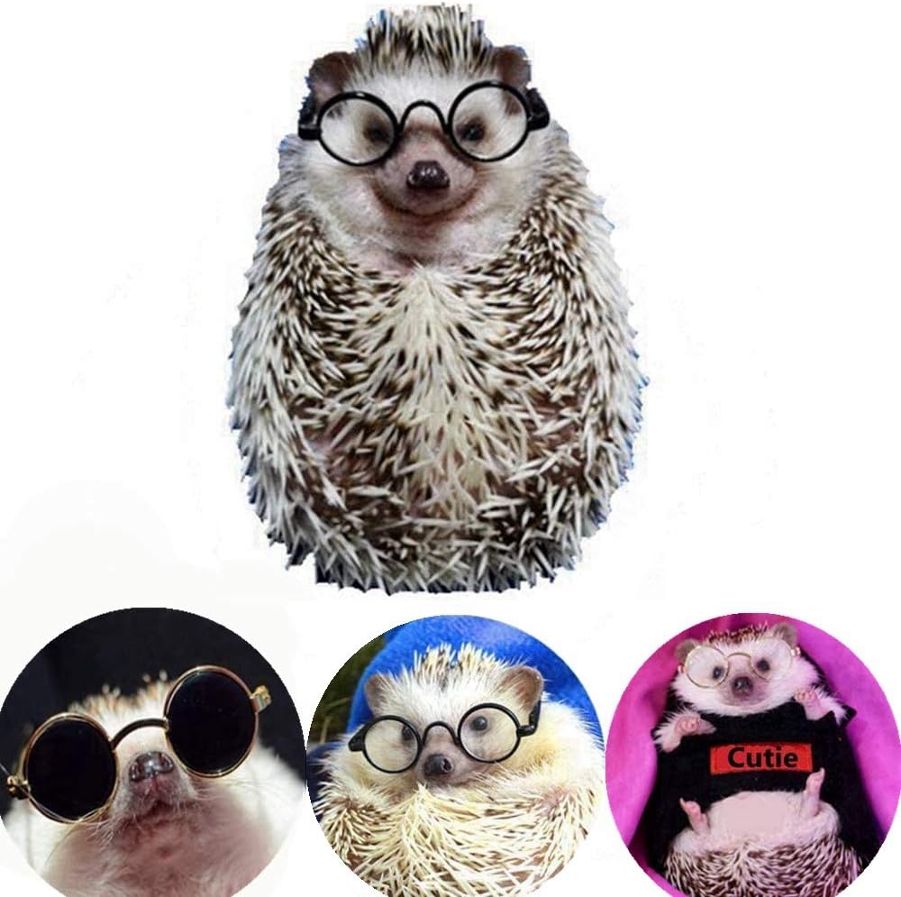 Amazon.com : Hedgehog Clothes Shark Costume Small Animal Apparel Polar ...