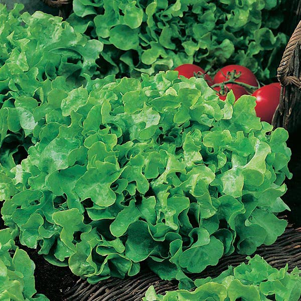 Royal Paradise Garden Rare Hybrid Lettuce " Salad Bowl " Exotic 20 ...